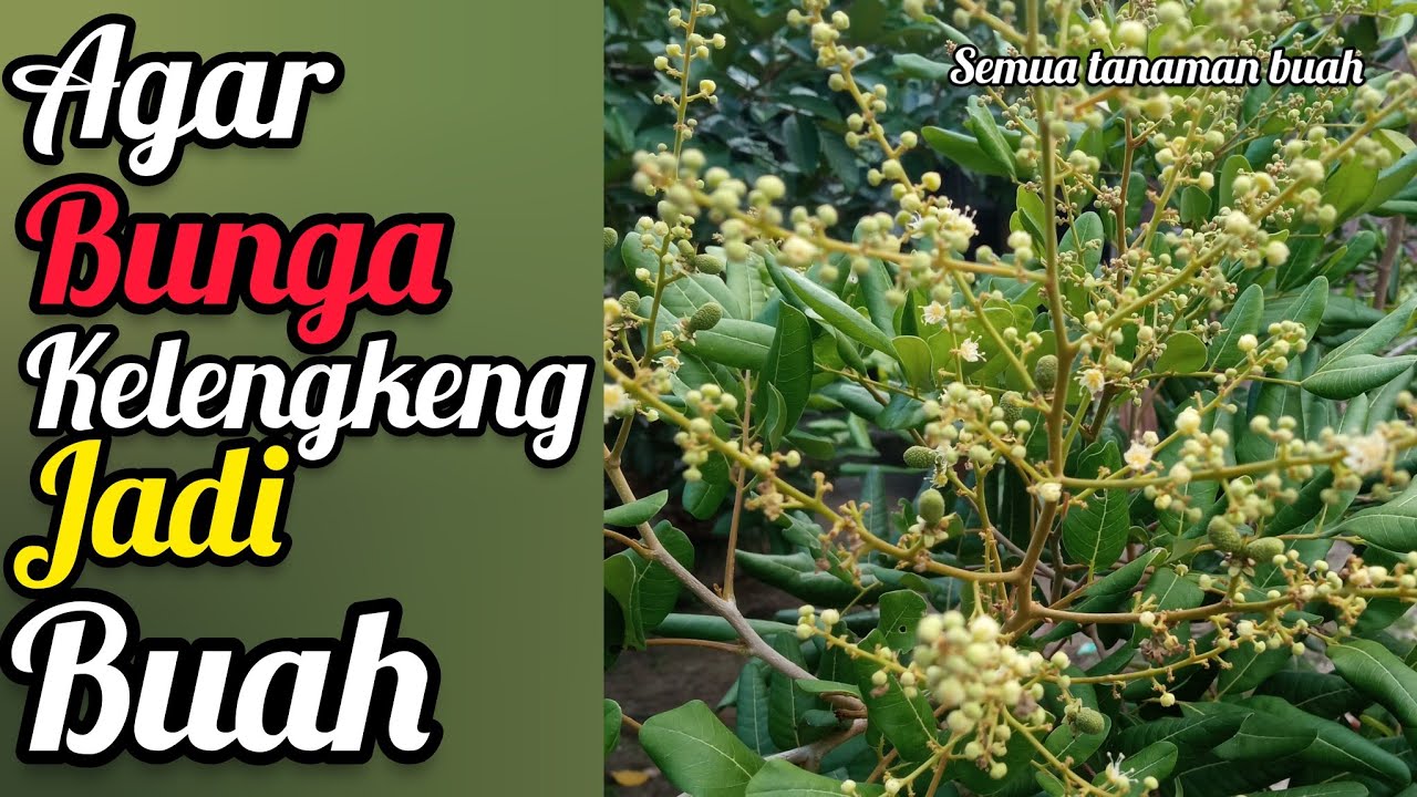 tips!!perawatan kelengkeng yang sedang berbunga agar bunga kelengkeng ...