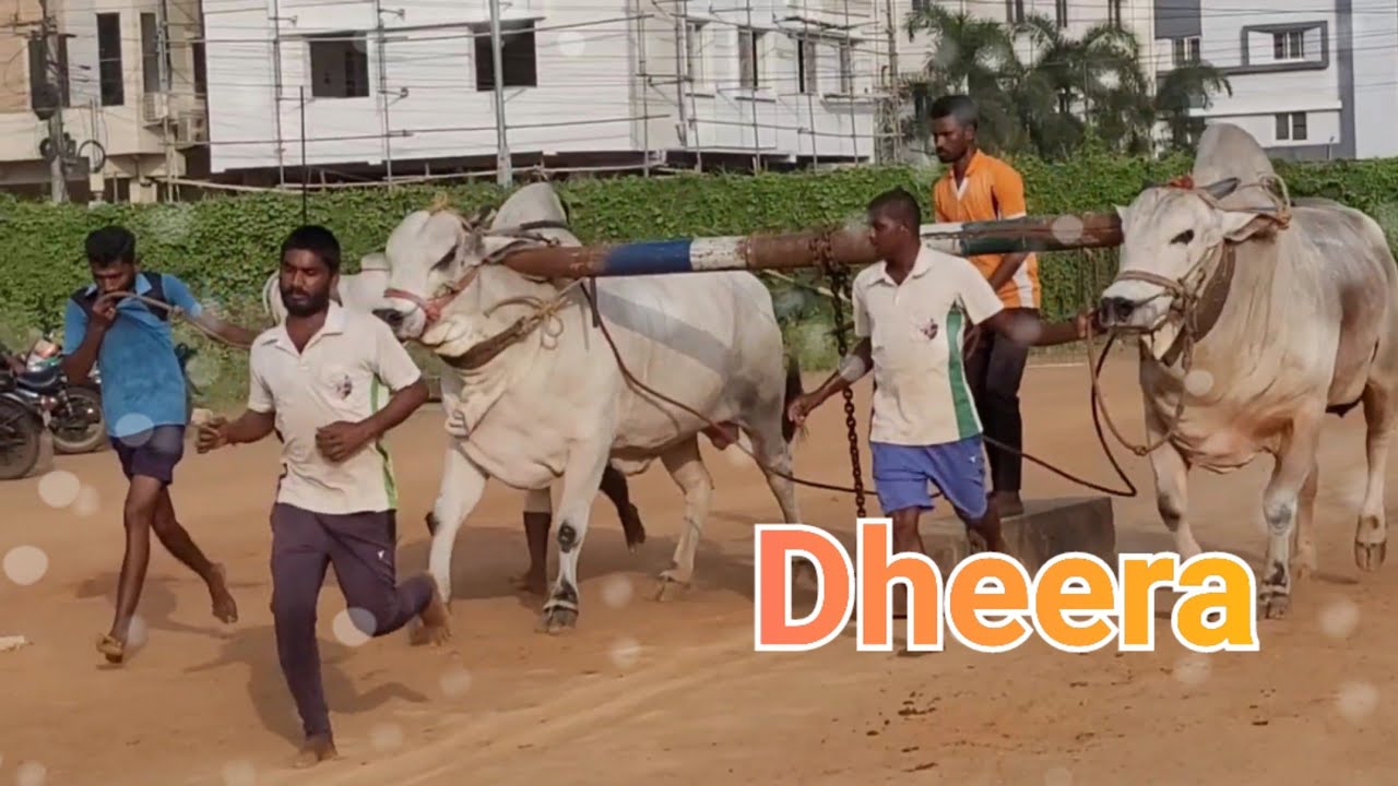 Dheera and GK Reddy Bull beta clips DVR Memorial Bulls kanuru - YouTube