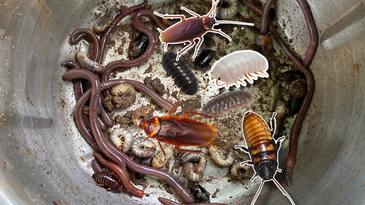 HELLO Catching INSECTS,Earth worms,Cockroaches,Coconuts worms,Bugs. # ...