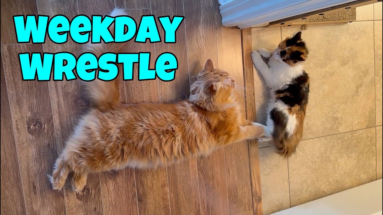 Weekday Wrestle - A Kitty Cat Match 🤼‍♂️ - YouTube