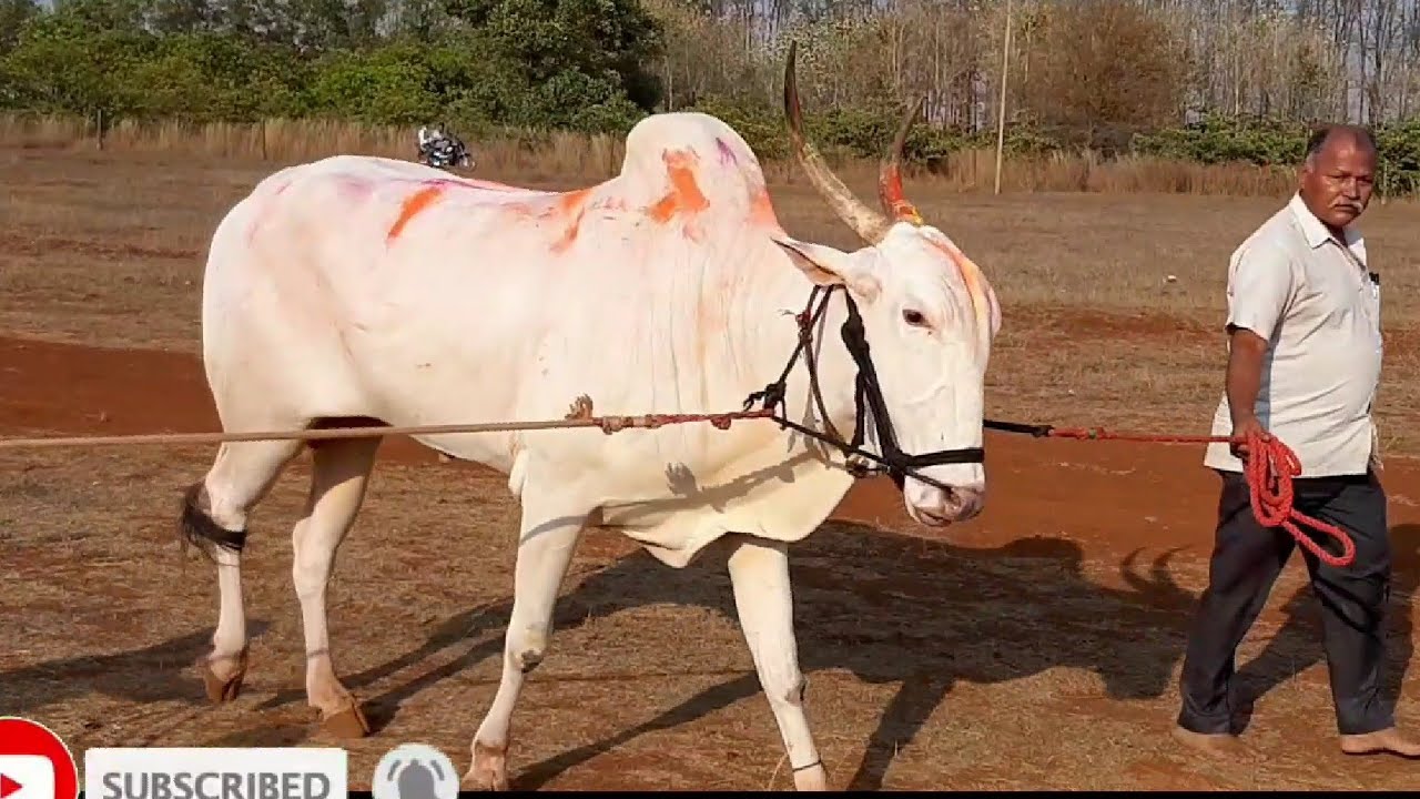 || Khillar Bulls of Tukaram Chikurde sir and Tumberguddi || - YouTube
