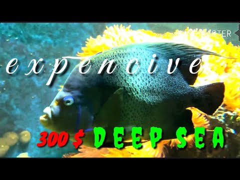 expencive fish 4k ultra hd | ලෝකයේ මිල අධීකම මත්සයන් 😅😍 - YouTube