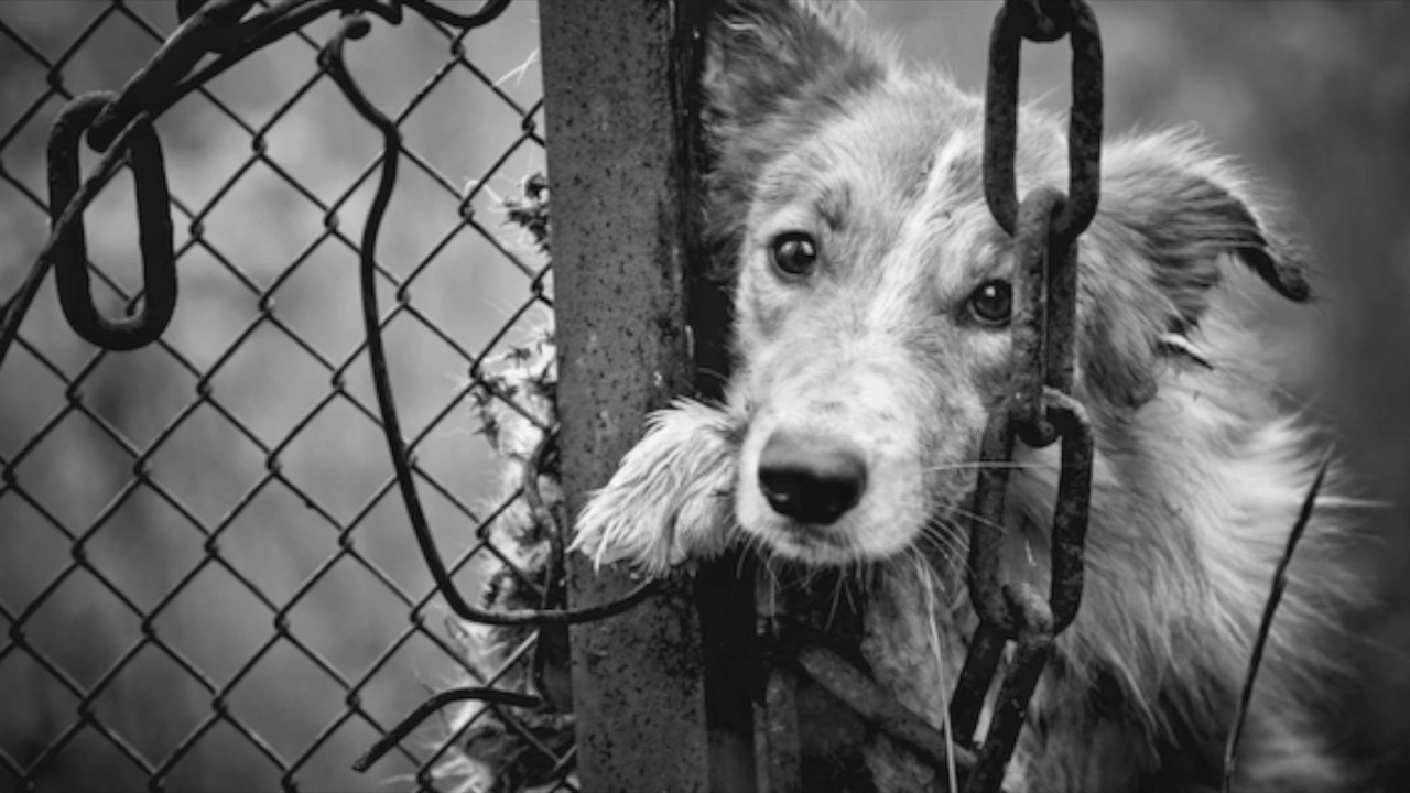 Henry Bergh and the ASPCA Documentary for States - YouTube