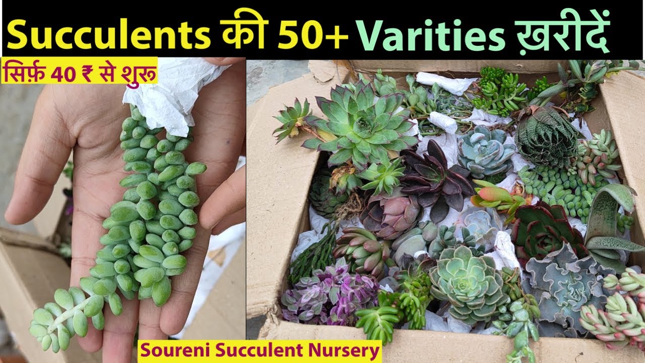 Succulents में इतनी Varities कही और नही दिखेगी || Online Succlent ...