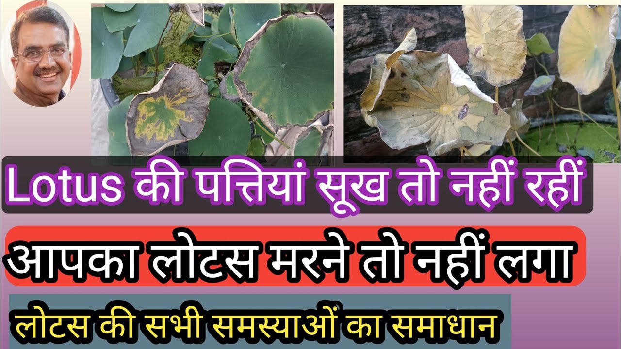 Why Lotus Dying Or Leaves Get Dry /Lotus Problem In October - YouTube