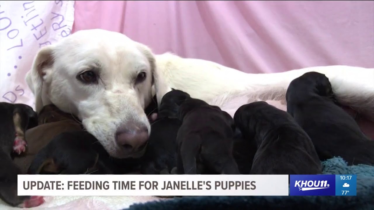 Janelle the dog keeps close eye on pups during feeding - YouTube