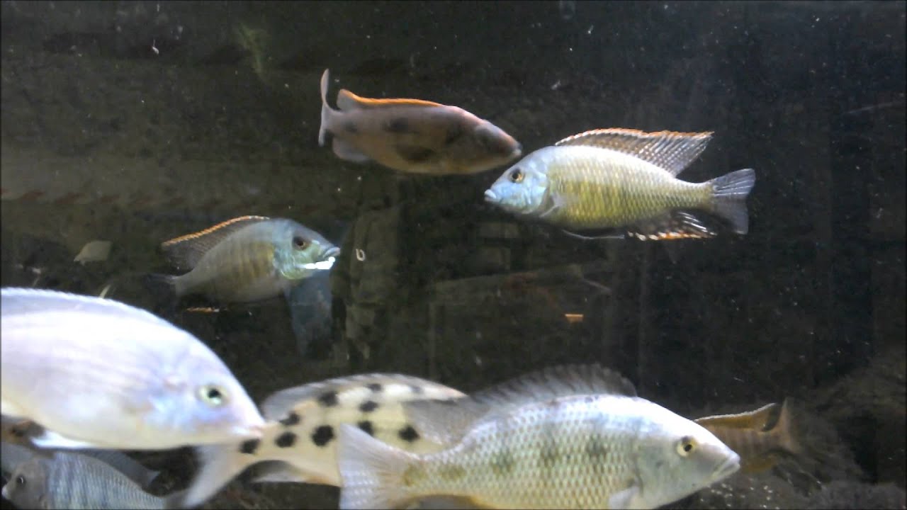 Club APRON 2014 - Lethrinops lethrinus Senga Bay - YouTube