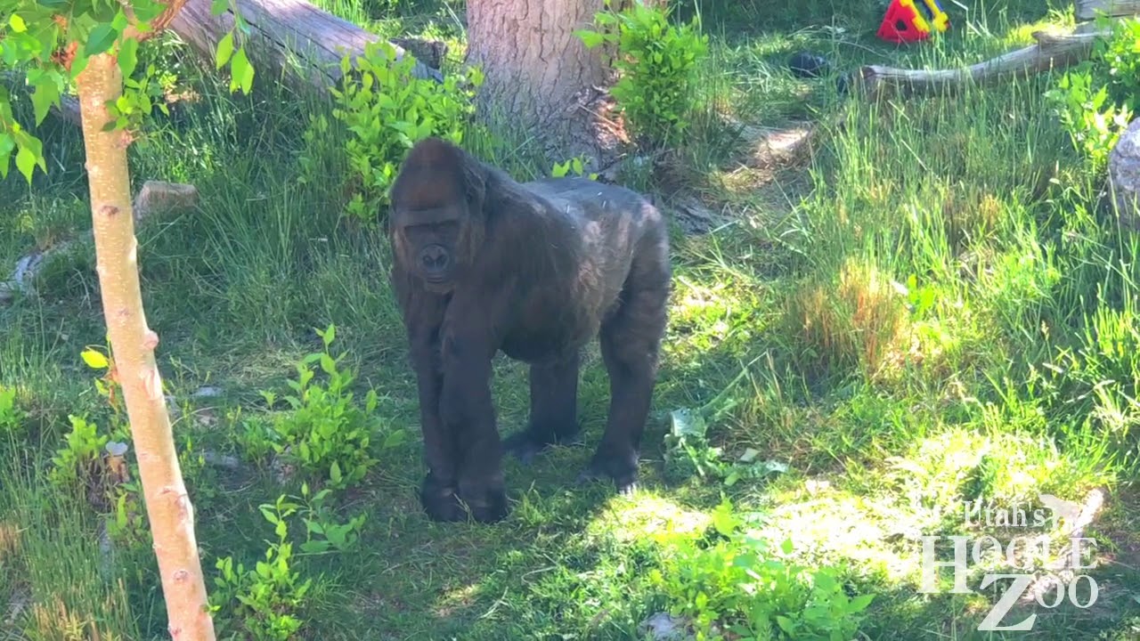 Jabali’s Birth Watch - Baby Gorilla Series at Hogle Zoo - YouTube