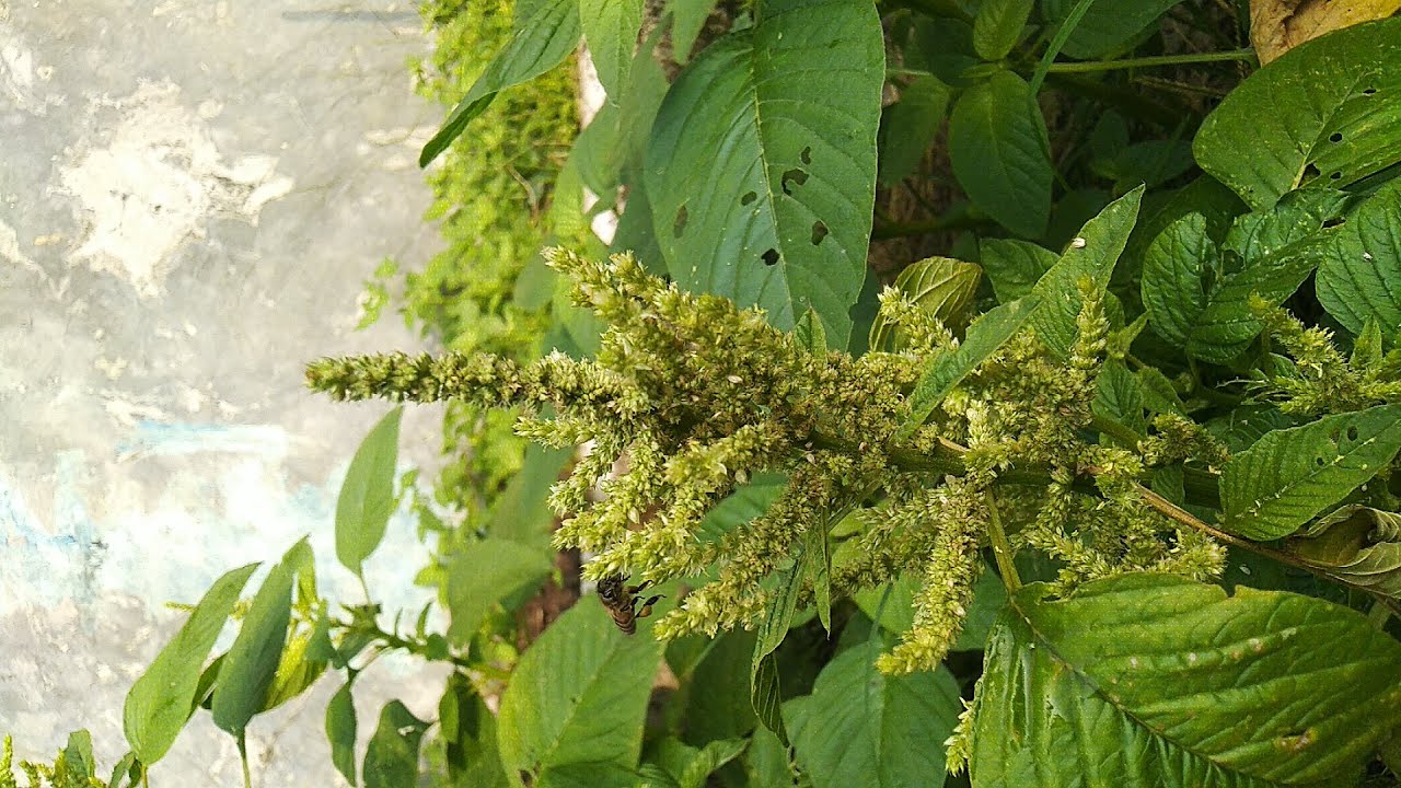 Bayam Duri (Amaranthus spinosus) - YouTube