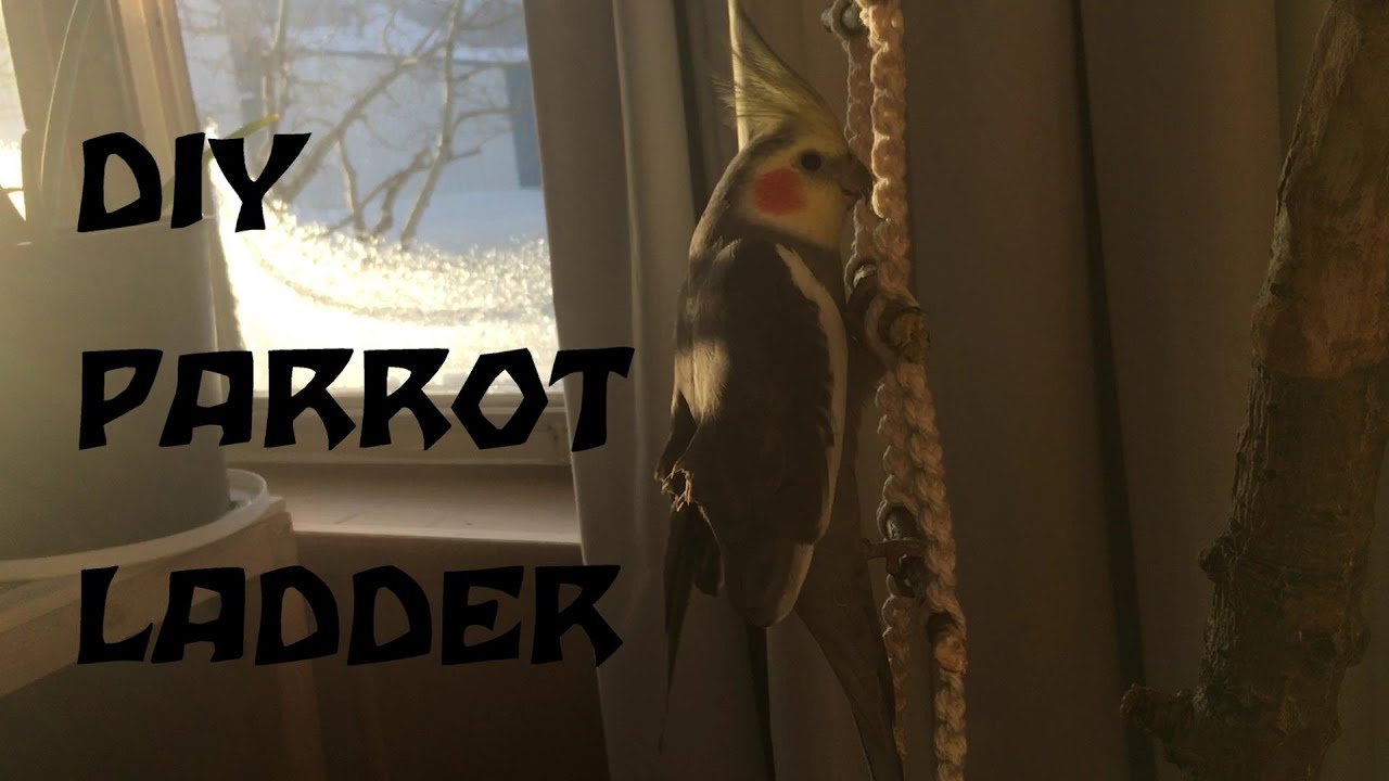 DIY Macrame Parrot Ladder - YouTube