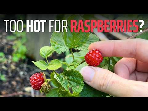 Think You Can't Grow Raspberries? Try This One