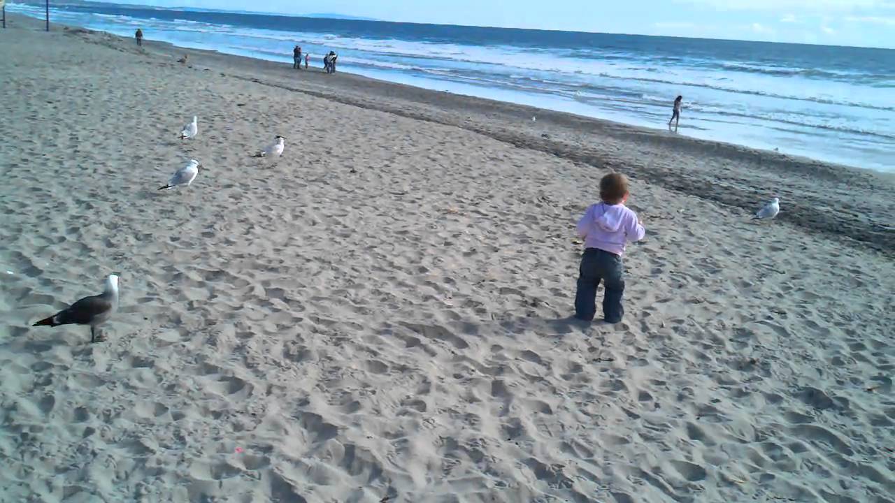 Ansley chasing sea gulls - YouTube