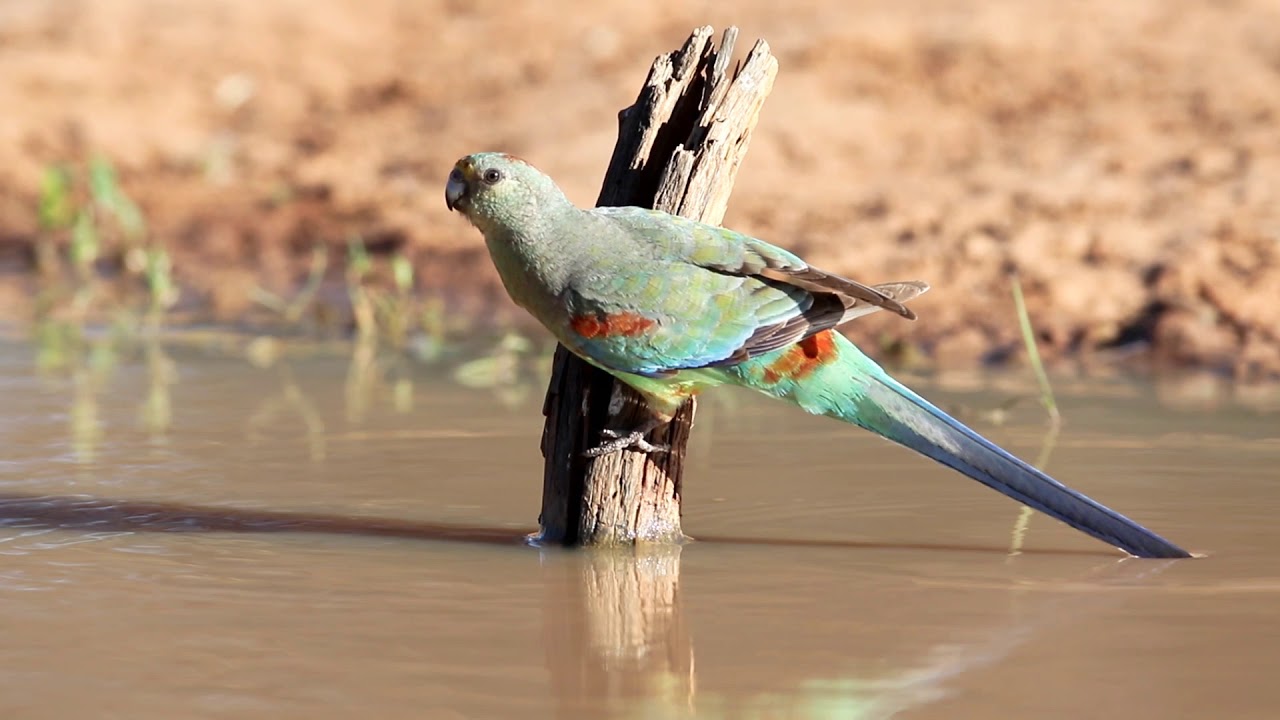 Mulga Parrot - YouTube