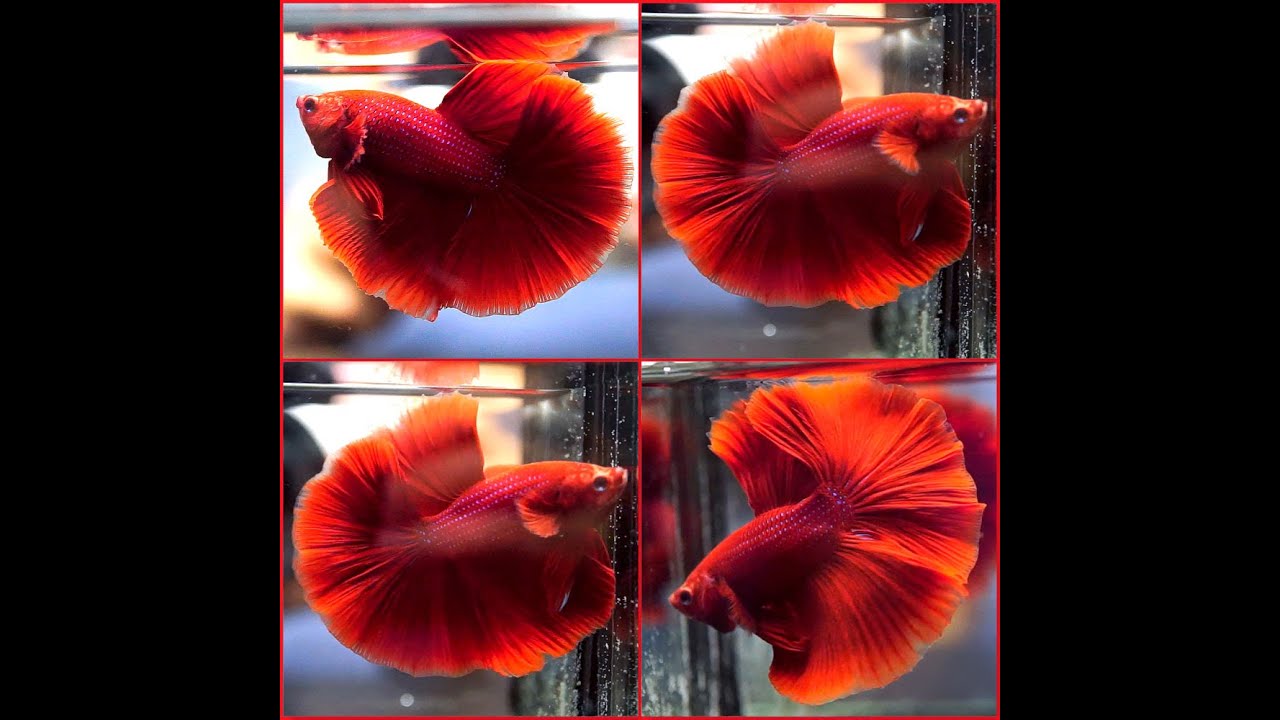 Betta Fish Solid Color SUPER RED Halfmoon HM Male #C117 - YouTube