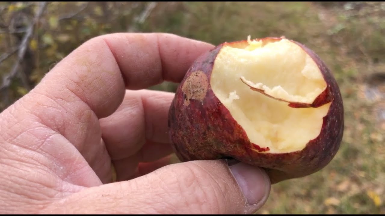 22 Pro TIPS for YOUR Fruit Trees - YouTube