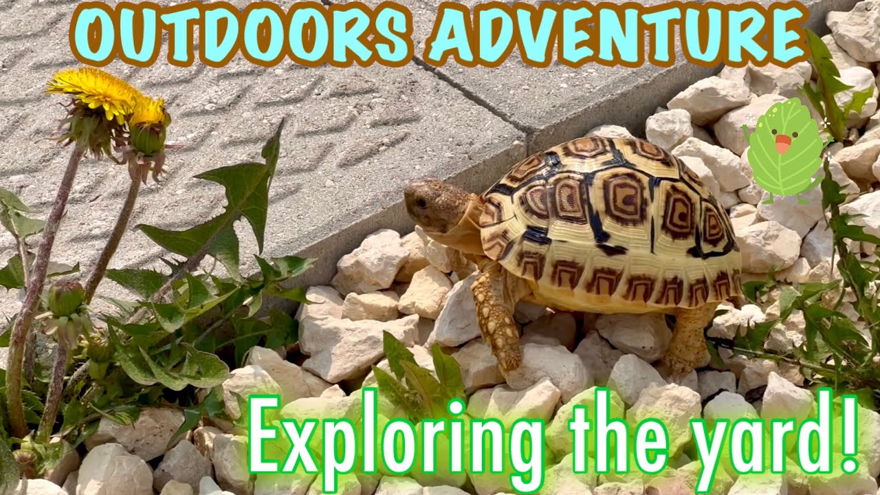 Tortoises under the sun ☀️ | Jet x Pepper the baby leopard tortoises - YouTube