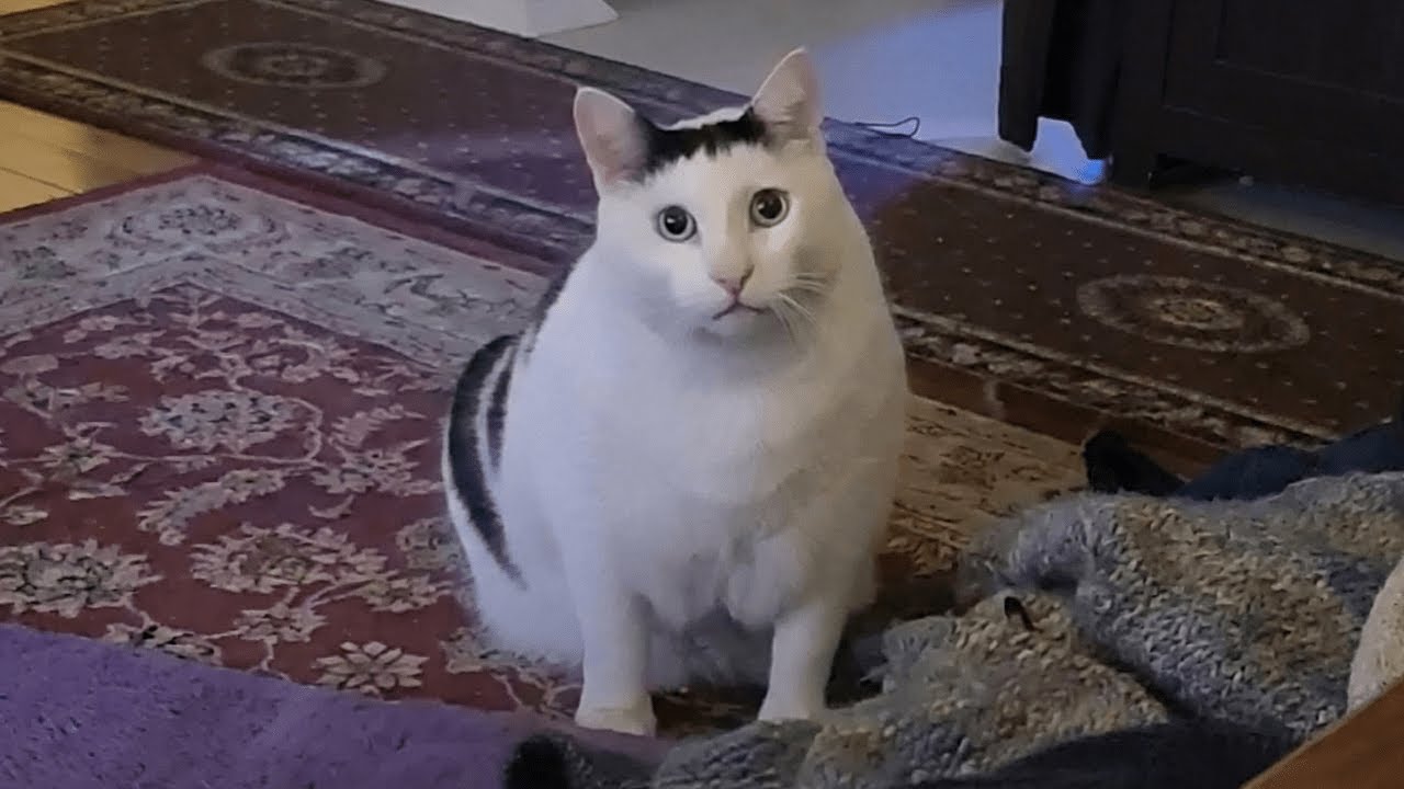 Funny Cats Caught in Awkward Moments 😹 | Unexpected Cat Reactions 2025 ...