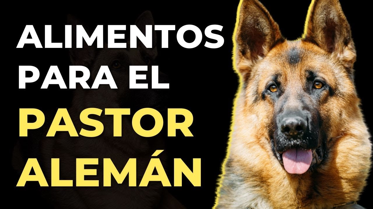Cuanto Debe Comer Un Pastor Aleman De 8 Meses