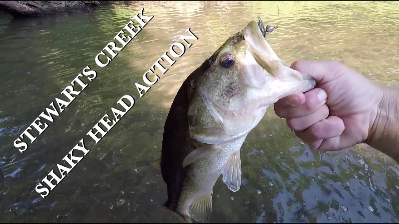 Using a Shaky Head Rig in Stewarts Creek - YouTube