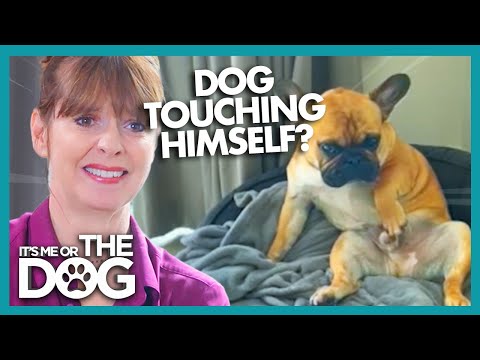 Little Frenchie Enjoys Himself a Little Too Much! | It's Me or The Dog