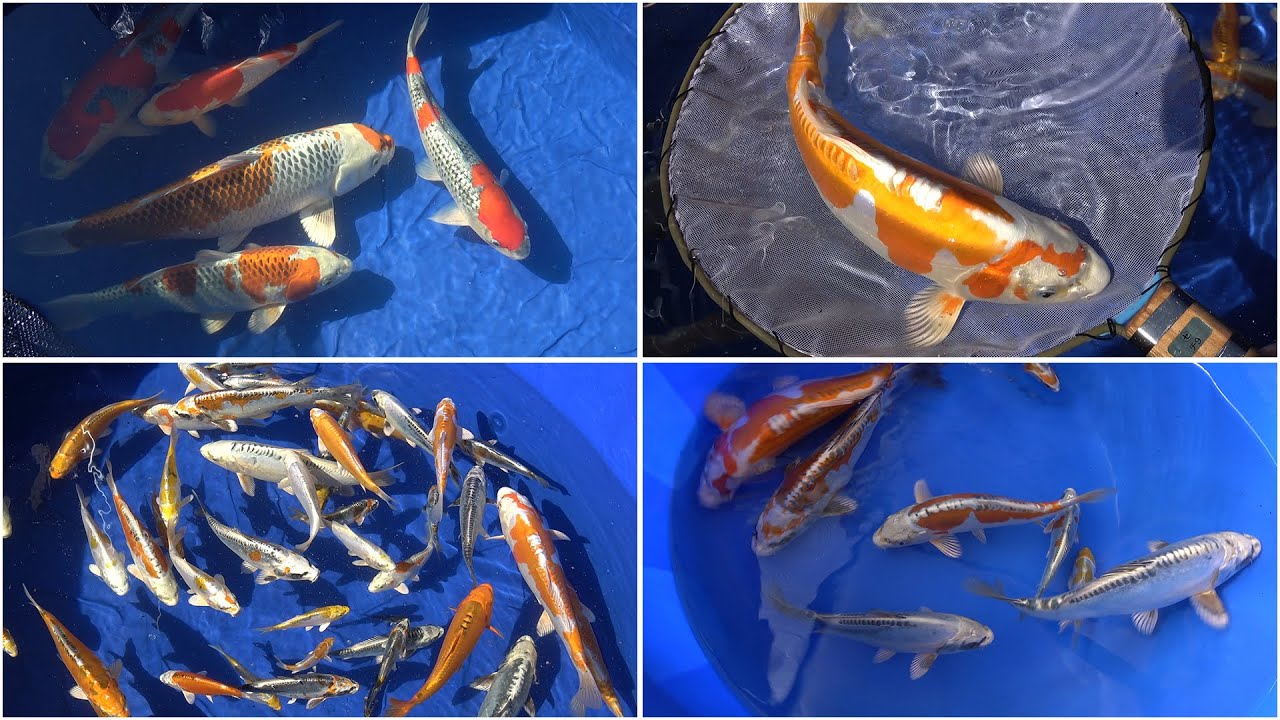 My Koi Breeding Project - Part 23 - Final selection and a look at 2020 ...