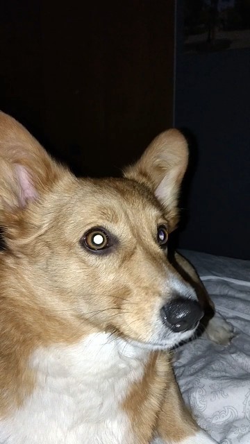 My Corgi loves to eat cheese from a can! - YouTube