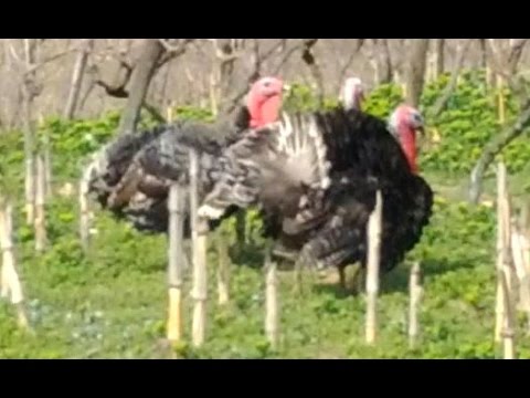 Funny Turkeys Gobbling - Funny Animals Reacting To Scream ...