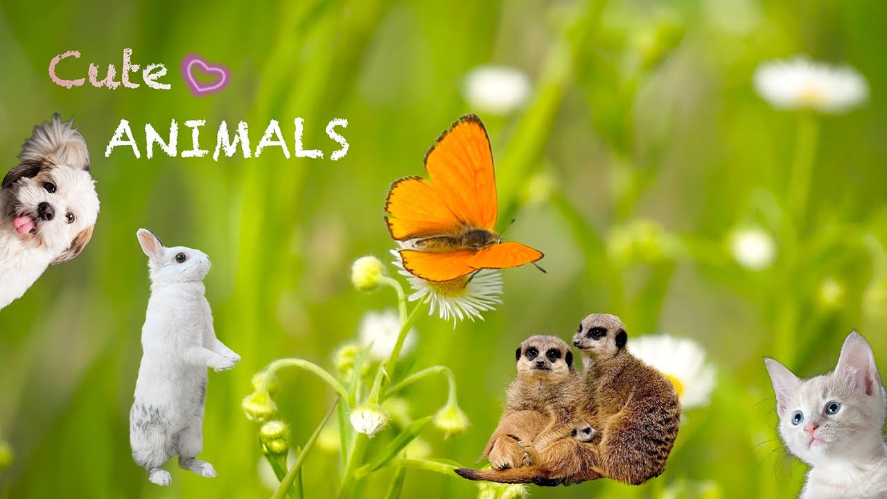 Amazing Animals | Сalm and Cute | Video For Relaxation | Sounds Of ...