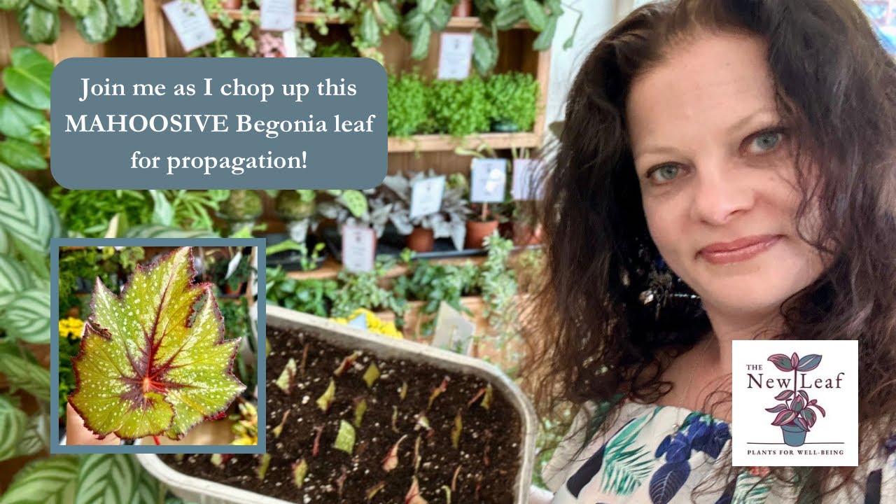 Join me as I chop up this MAHOOSIVE Begonia leaf for propagation! - YouTube