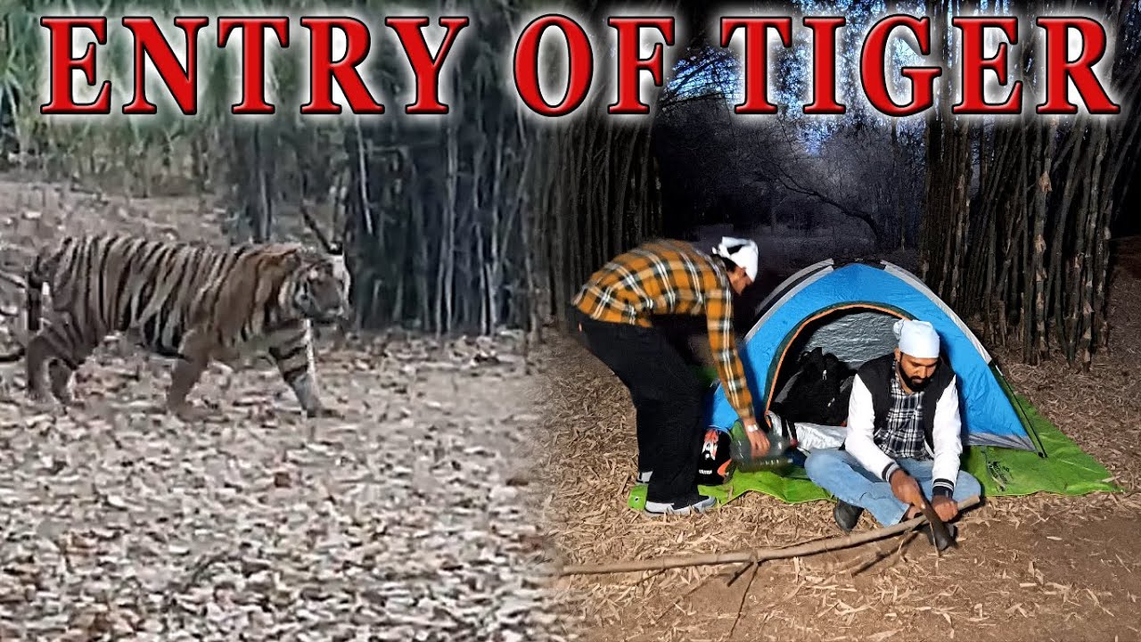 Tiger in camping / tiger in night camping / tiger camping video - YouTube