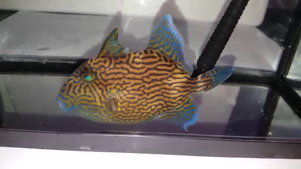 Fuscus Trigger $169 - Kenya - YouTube