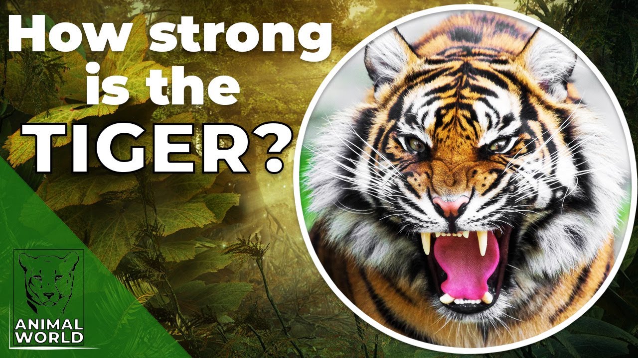 Why Are Tigers So Strong? | Animal World - YouTube