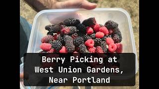U-Pick Berries in Mid-July at West Union Gardens Near Portland