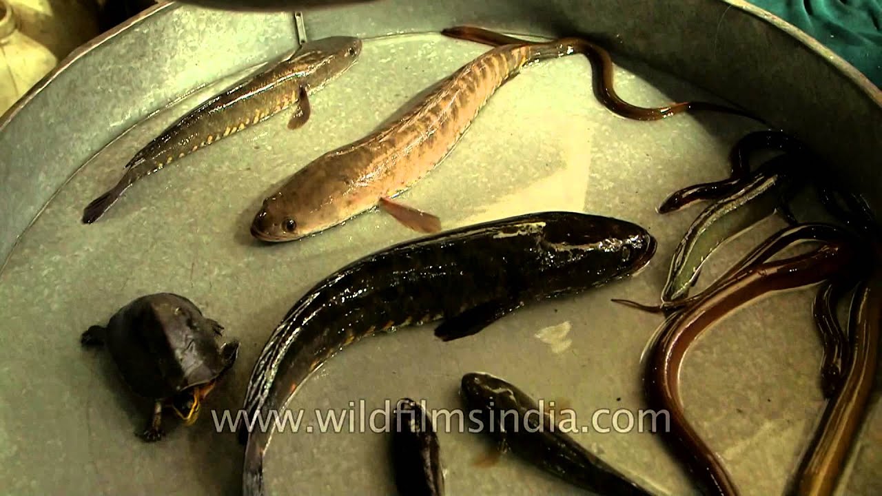 Orientalis or Ngamu fish being sold at Imphal market - YouTube