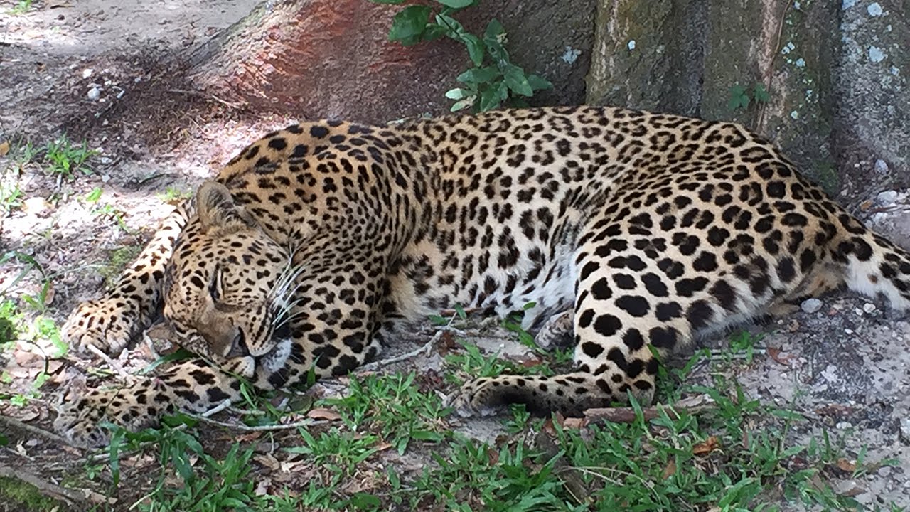 Jade Leopard Seizure - YouTube