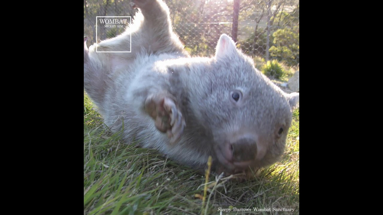 [미키 심] My Wombat/MICKEY SIM/한국디즈니작곡/한국디즈니노래/Wombat Song - YouTube