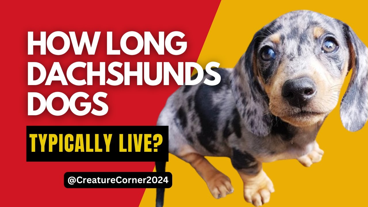 How long do Dachshunds Dogs typically live - YouTube