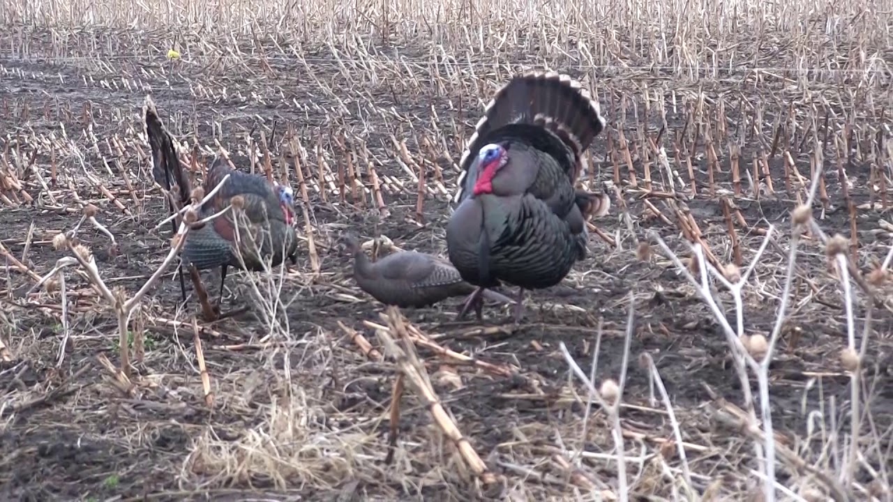 Spring Turkey Nebraska Archery Hunt - YouTube