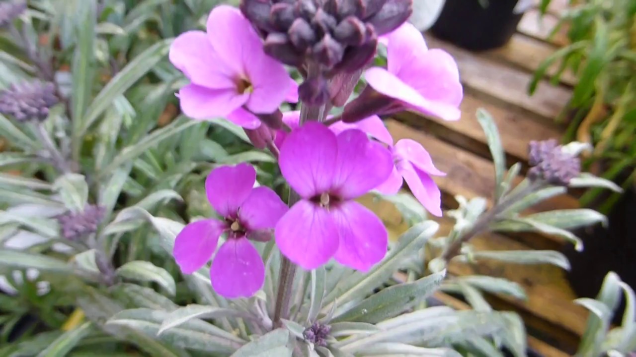 Wallflower - Erysimum linifolium - Aronsvöndur - Sumarblóm ...