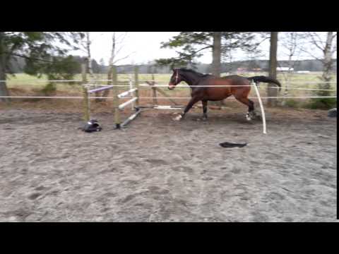 Foxstrot löshoppning 2015