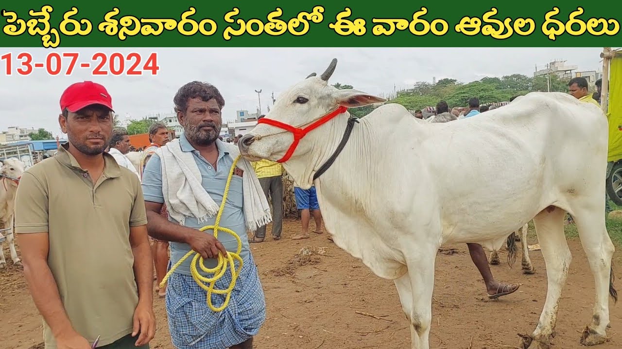 పెబ్బేరు శనివారం సంతలో ఈ వారం ఆవుల ధరలు | Pebbair Saturday cow market ...