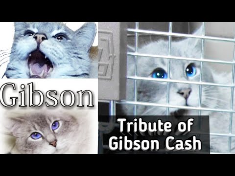 [R.I.P.] Tribute of Gibson (SteveCash83/ Talking Kitty Cat) - YouTube