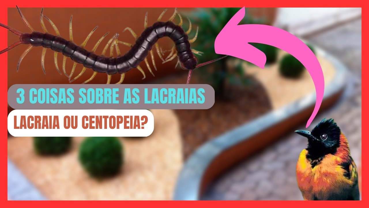 3 CURIOSIDADES SOBRE A CENTOPEIA QUE VOCÊ PRECISA SABER! - YouTube