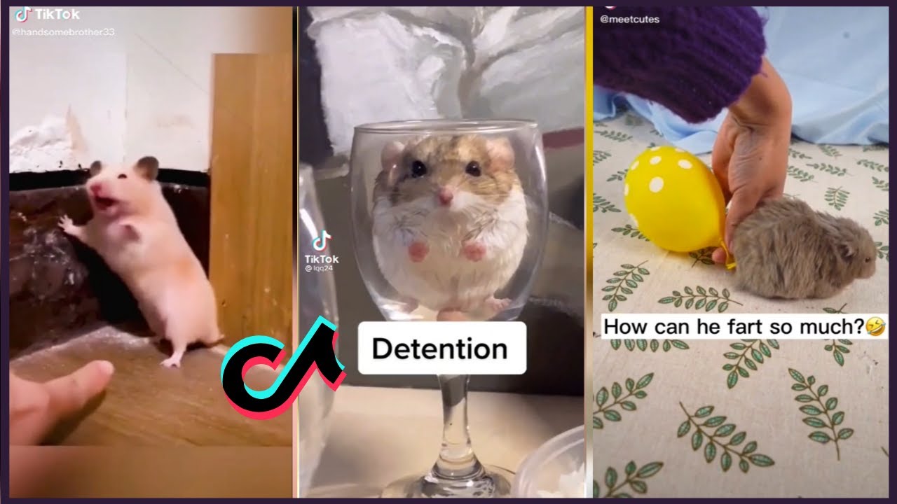 Funny Hamsters Videos Compilation - Best Of tiktok complitation - YouTube