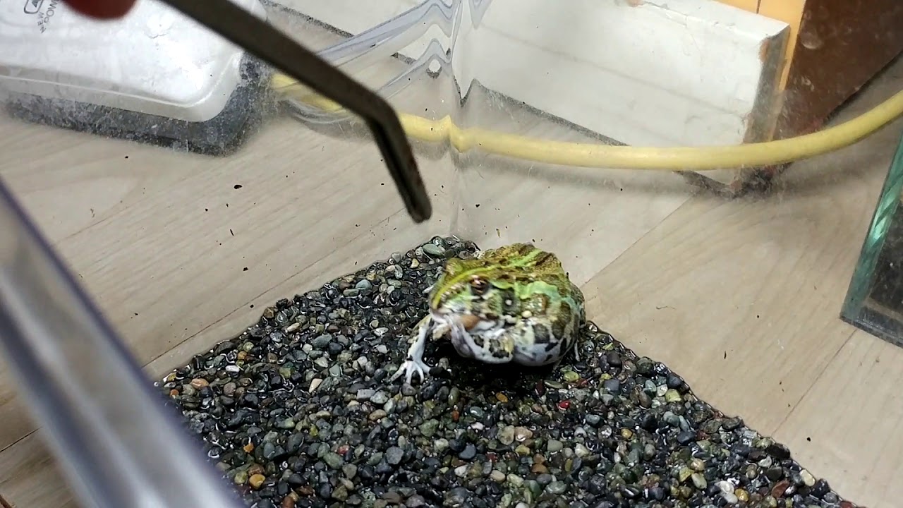 픽시프록 베이비 어퍼팩푸 피딩(African bullfrog baby feeding) - YouTube