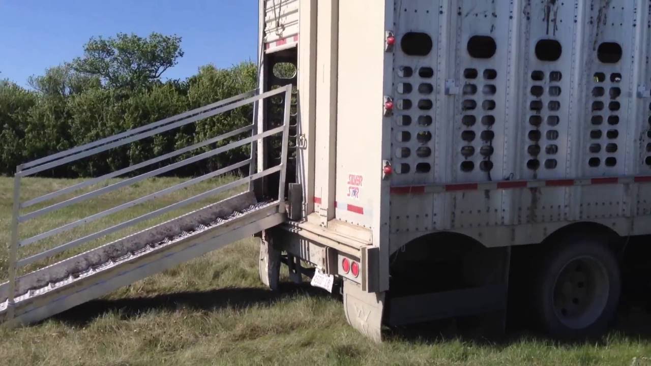 Portable Cattle Liner Loading Chute - YouTube