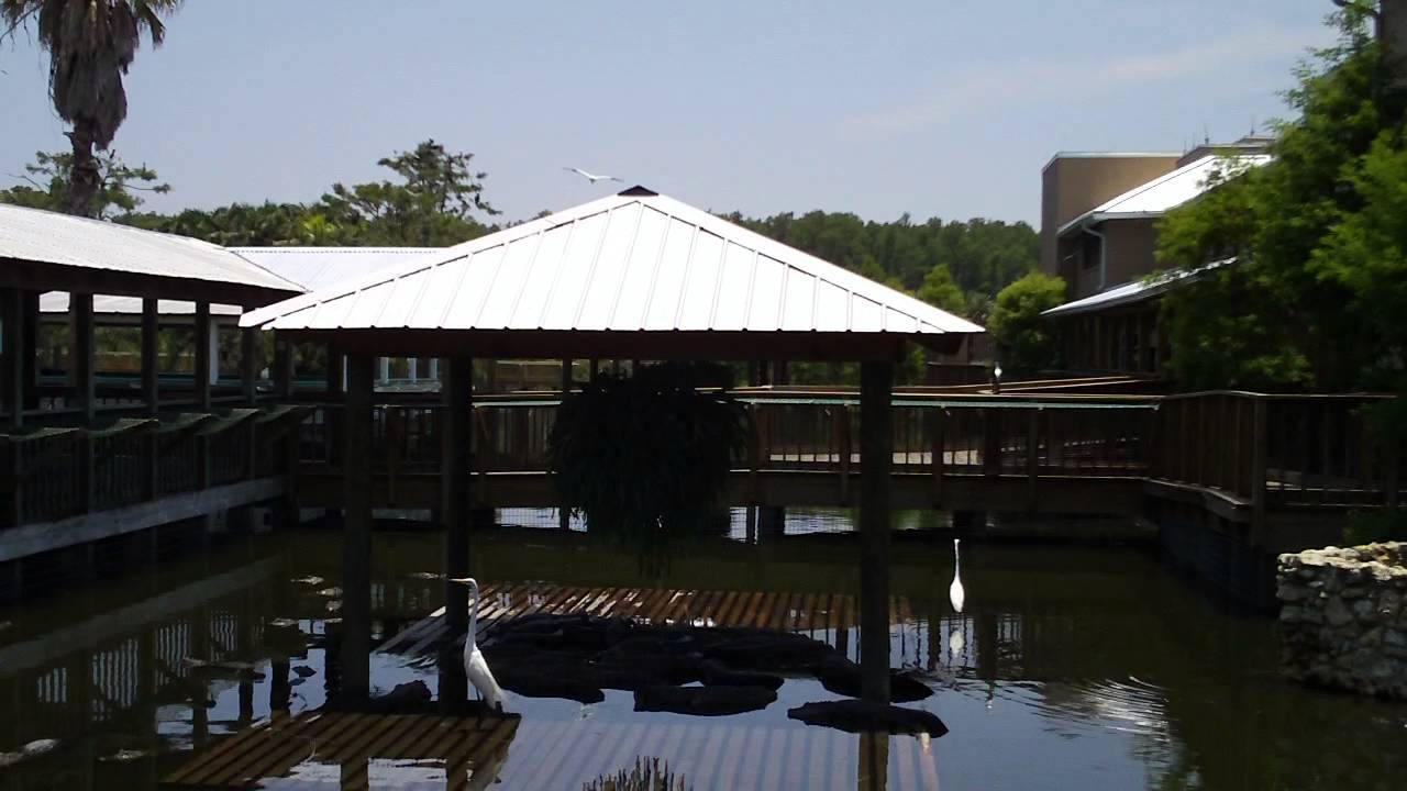 Gator Pond at Gatorland - YouTube