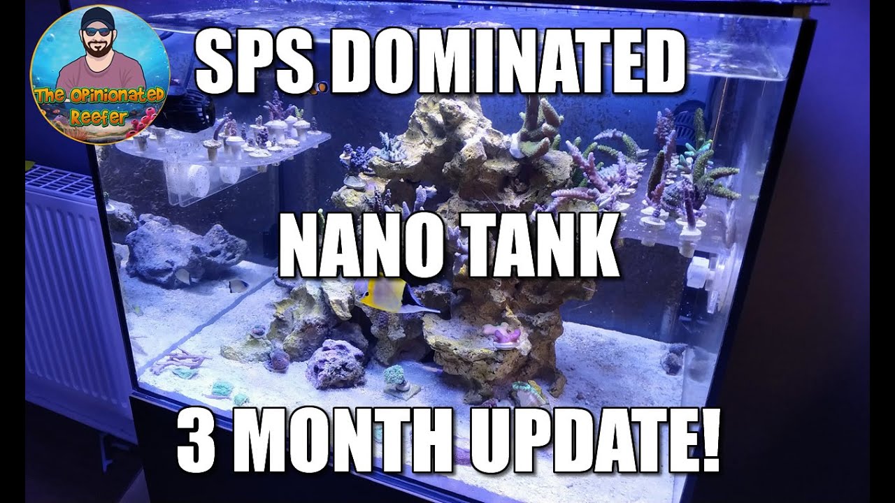 SPS Dominated Nano Tank - Update Number 3 - THREE MONTH'S GONE BY ...