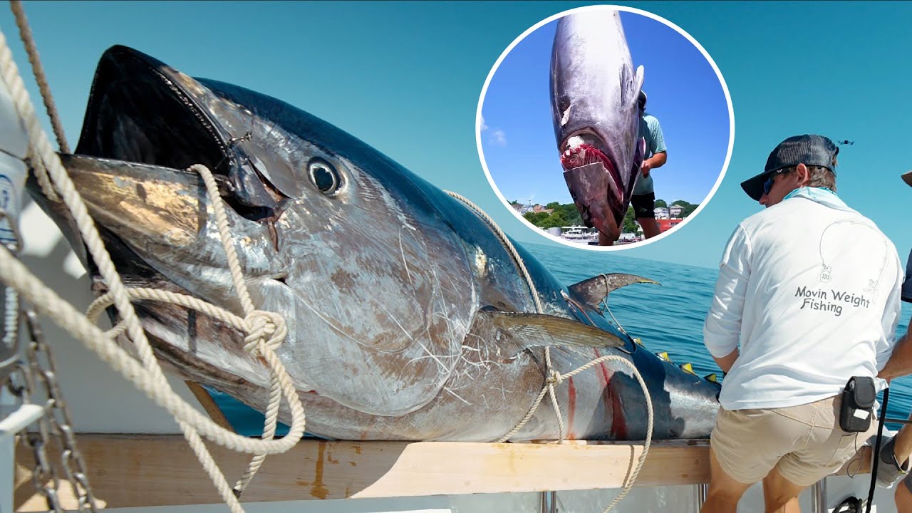The crew caught a 3-meter-long giant tuna, Lasted more than 5 hours ...