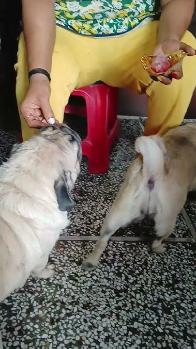 #doglover #simranproduction #lovemusic #pets #labradoor #lovesong - YouTube